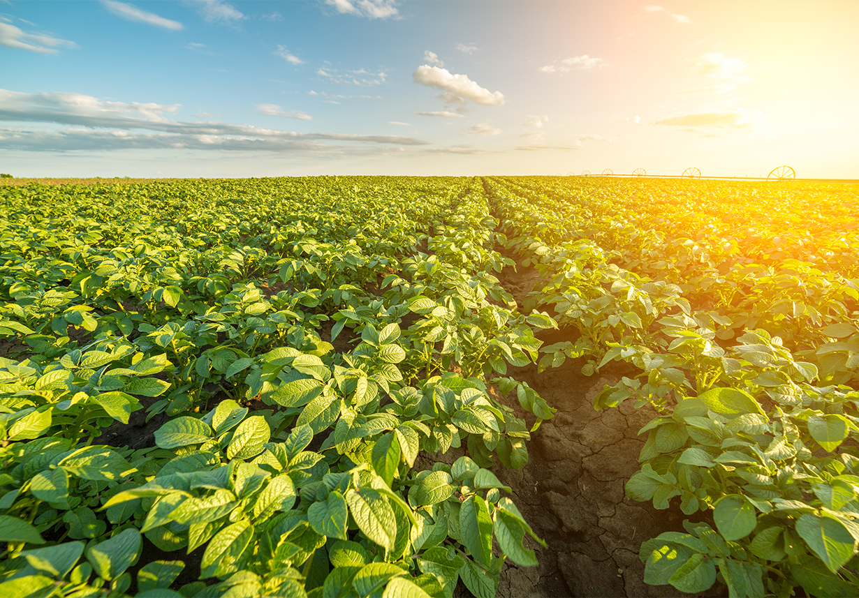 POLY MILAT 【 RainbowAgroBio