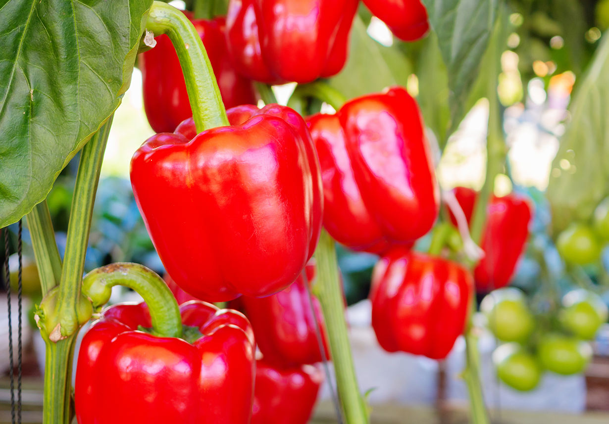 POLY MILAT 【 RainbowAgroBio